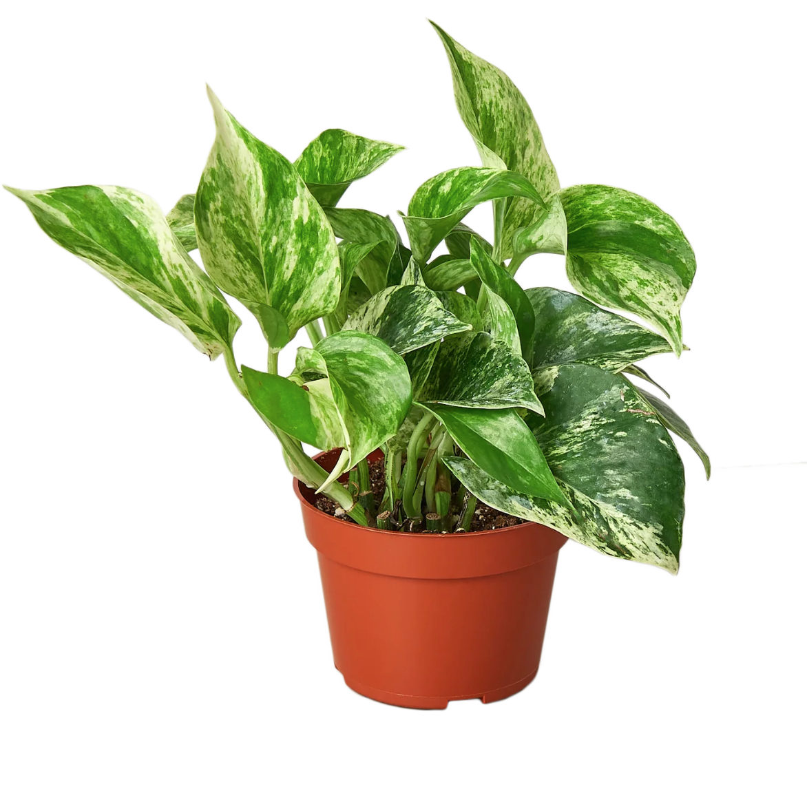Why the Pothos Plant is Winning over Households – One Beleaf Away Plant ...